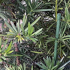 Garden Stakes 60 Inches Plastic Coated Hollow Steel Plant Stakes, Tomato Stakes, Pack of 25