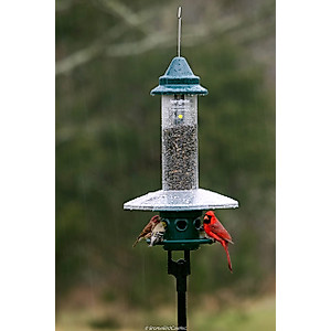 Squirrel Buster Plus Squirrel-proof Bird Feeder w/Cardinal Ring and 6 Feeding Ports, 5.1-pound Seed Capacity, Adjustable, Pole-mountable (POLE ADAPTOR SOLD SEPARATELY), Green