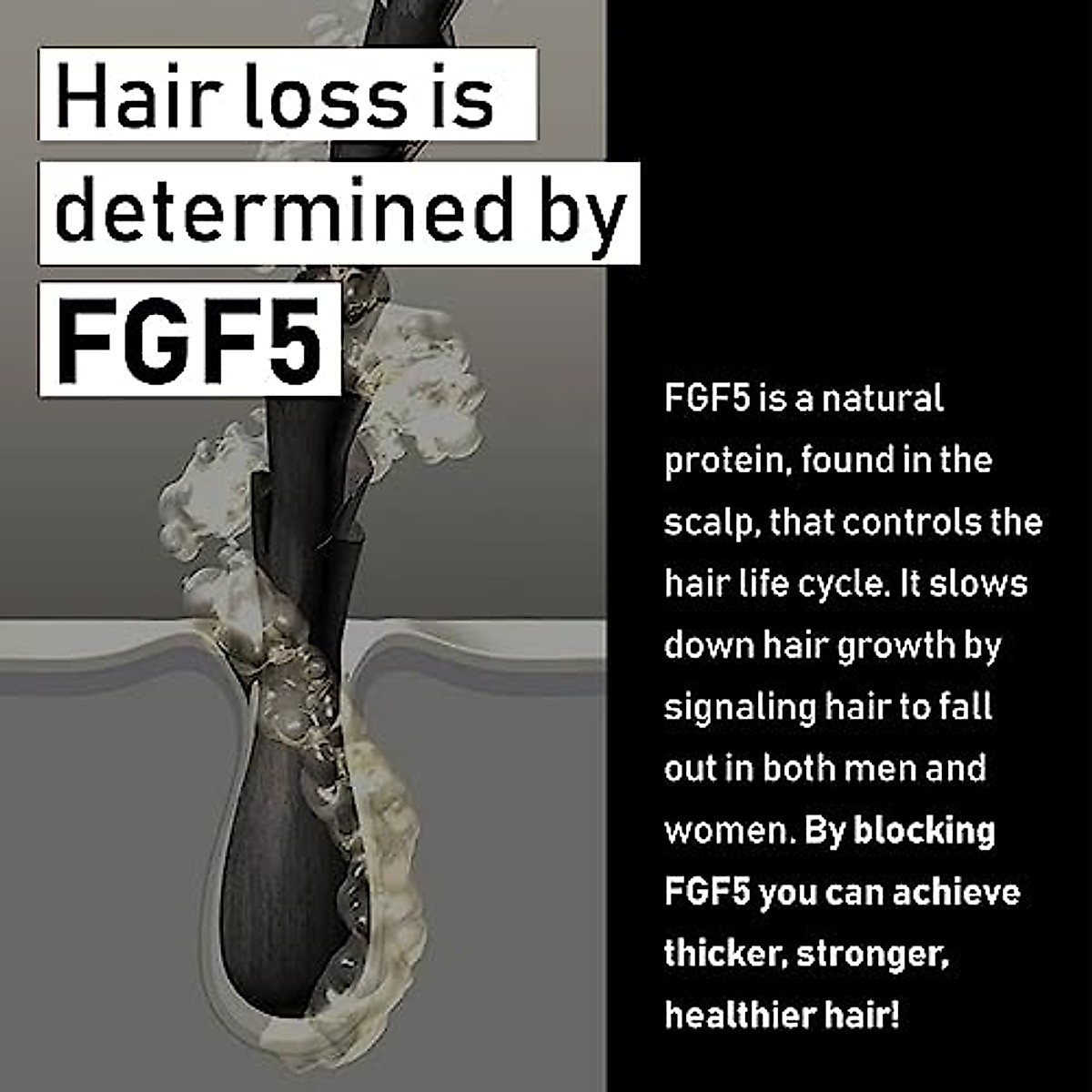 évolis Promote Nourishing Shampoo | Shampoo for Hair Growth and Longer, Stronger Hair | Sulfate Free| Hair Protein Strengthening Shampoo with Keratin and Wheat Protein Bond (8.5 Fl Oz)