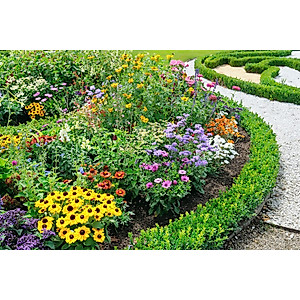 10000+ Perennial Mix Wildflower Seeds 16 Assorted Varieties of Heirloom Flower -1oz Zinnia Poppy Crimson Clover Milkweed Lupine Marigold Mexican Hat Sage Nasturtium