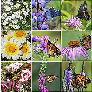Perennial Wildflower Seeds Package with 31 Different Varieties 100,000+ Seeds, Hummingbird and Butterfly Garden Seeds, Popular Perennial Flower Seeds, Non-GMO Wildflower Seeds Mix for Your Garden