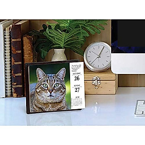 What Cats Teach Us 2021 Box Calendar
