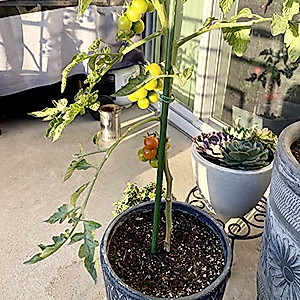 Garden Plant Stakes 24 Inch 2Ft Steel Plant Stick Support, Tomato Stakes for Growing Climbing Plants, Pack of 25