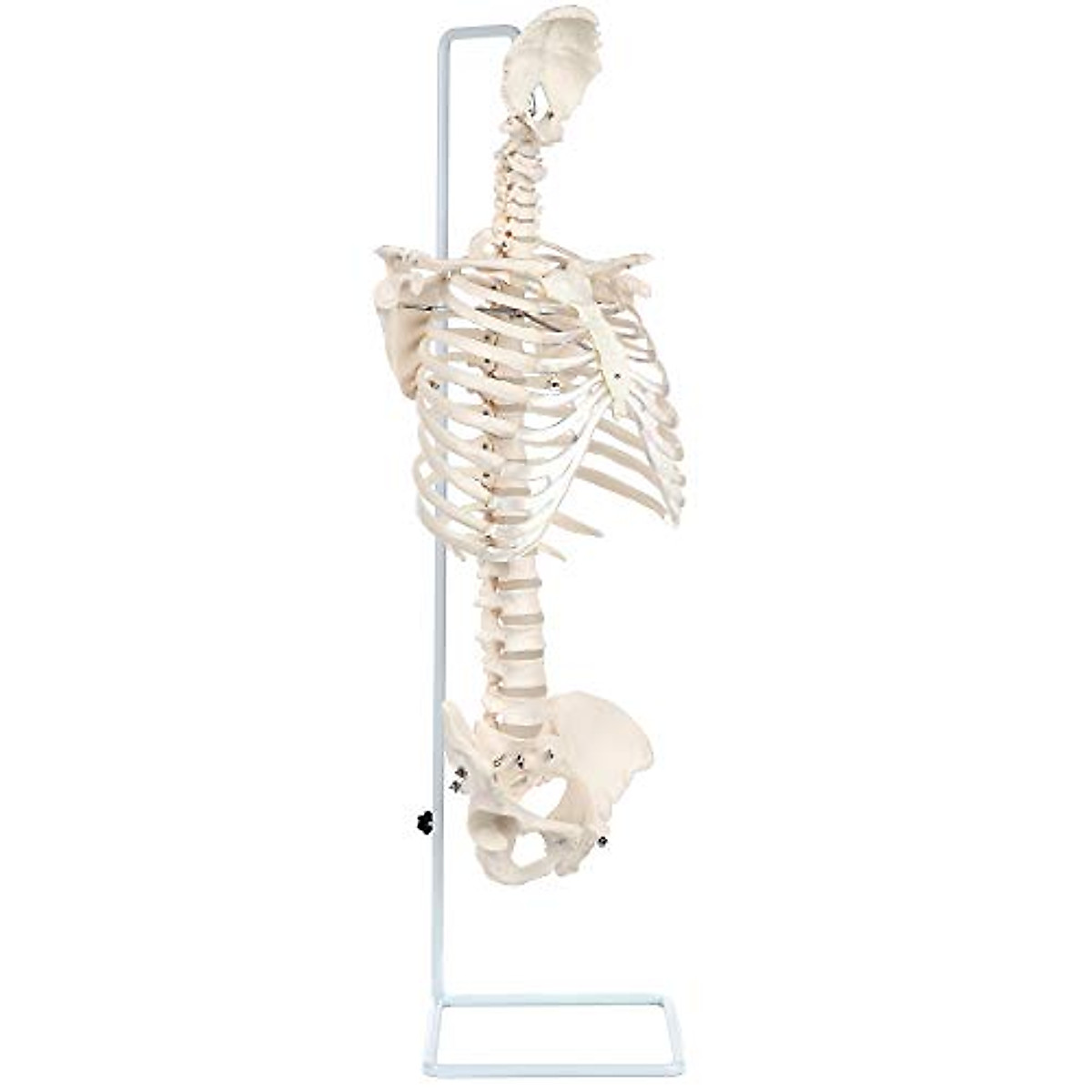 Axis Scientific Human Rib Cage Anatomy Model: Life Size Vertebral Column with Complete Vertebrae, Cast from Real Human Bones, Includes Detailed Study Guide, Base Stand