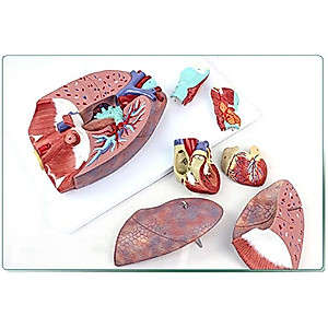BONEW Human Medical Chest/Throat Anatomy Larynx Heart and Lung Anatomical Model with 51 Parts Indication Signs