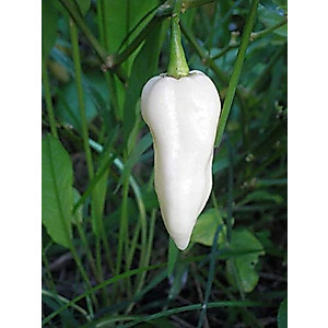 Bhut Jolokia, White Ghost Chili Pepper, World's Hottest Pepper, Capsicum Chinense (Seeds) (10 Seeds)