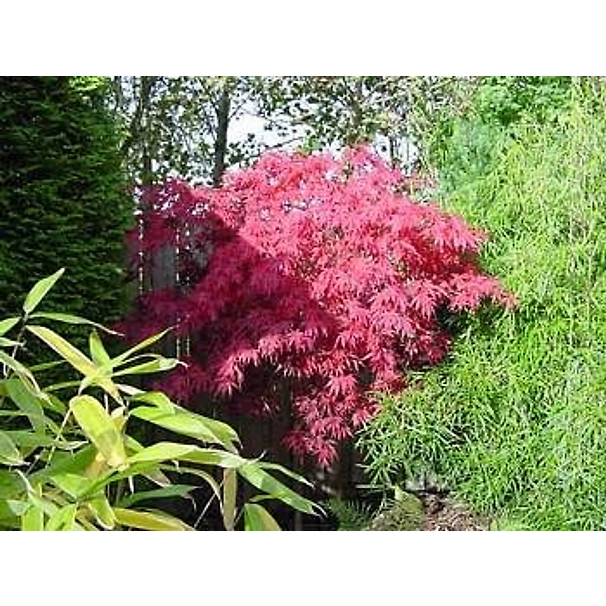 Suminagashi Japanese Maple 10 Seeds- Outdoors or Bonsai