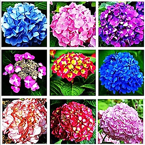 CHUXAY GARDEN Mixed Hydrangea Macrophylla-Bigleaf Hydrangea,French Hydrangea,Lacecap Hydrangea,Mophead Hydrangea,Penny Mac,Hortensia 10 Seeds Privacy Screen Plant