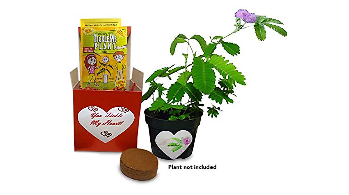 TickleMe Plant Grow Kit - Fun & Romantic Indoor Plant Gift