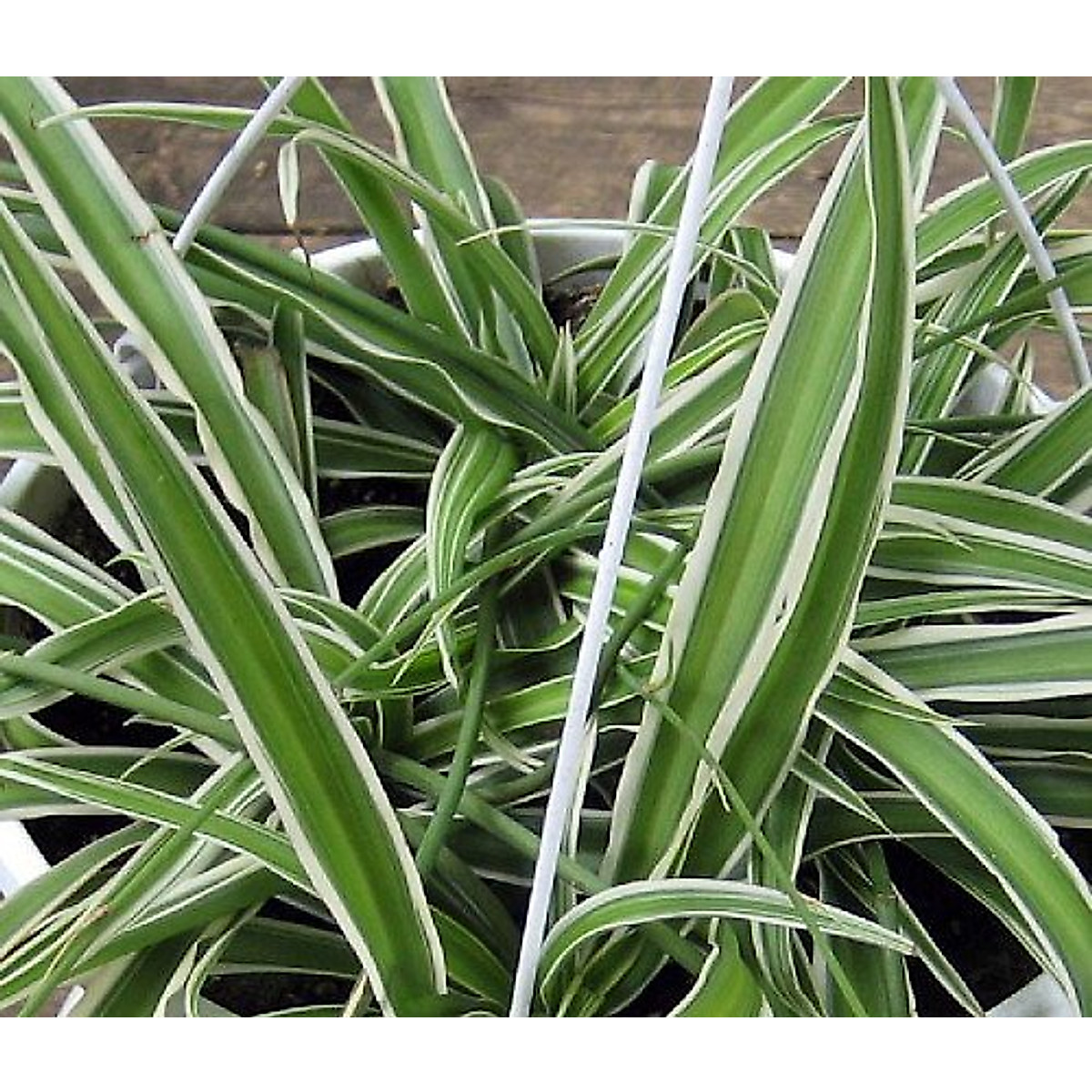 Hirt's Gardens Reverse Variegated Spider Plant - Easy to Grow/Cleans The Air - 4in Pot