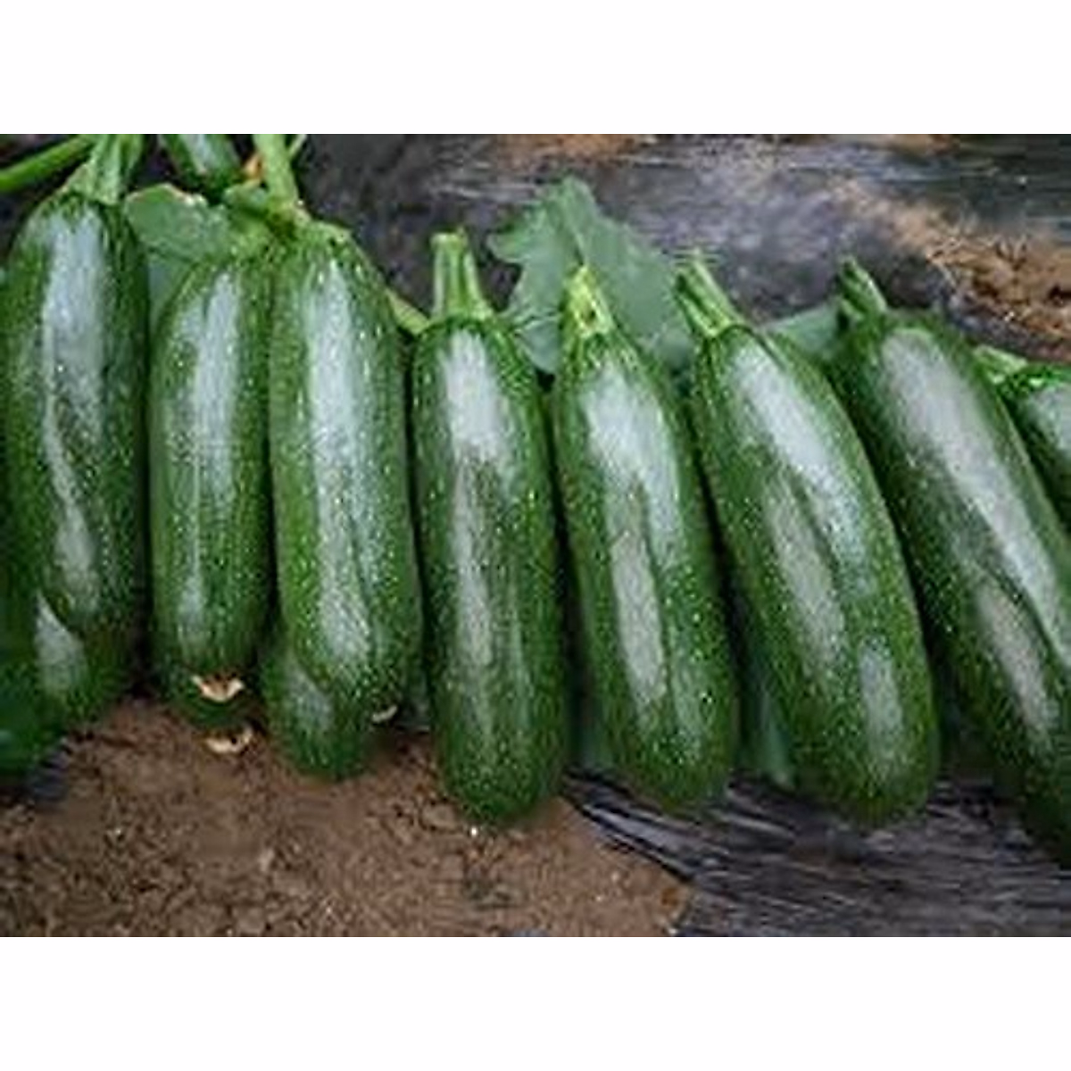 Squash,Squash Long Dark Green Seeds, Heirloom, 20 Seeds, Non GMO