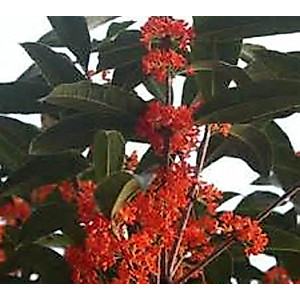 New Life Nursery & Garden / - Red Flowering Fragrant Tea Olive (osmanthus), Quart Pot,