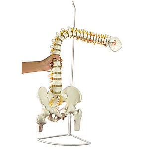 Super Flexible Spine Model with Pelvis and Femur Heads, Life Size, 87cm/34”