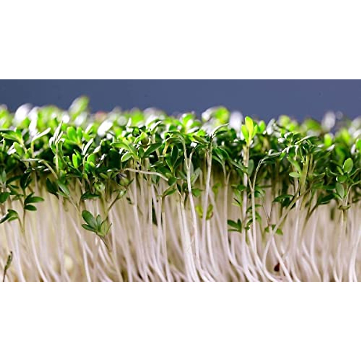 Gaea's Blessing Seeds - Curled Cress Seeds (3.0g) - Non-GMO Seeds with Easy to Follow Planting Instructions - Heirloom Garden Cress - Pepper Cress - 93% Germination Rate