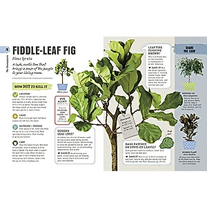 How Not to Kill Your Houseplant: Survival Tips for the Horticulturally Challenged