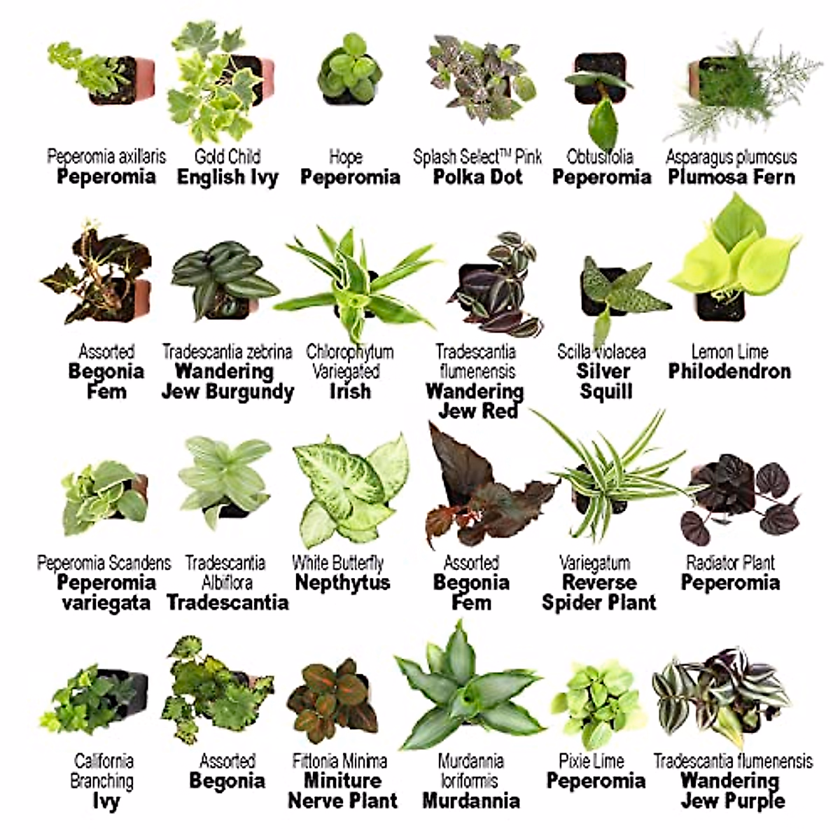 Altman Plants Live Houseplants (12PK), Indoor Plants for Delivery Prime, Live Plants and Gardening Gifts for Plant Lovers, Planters for Indoor Plants with Potting Soil, Live House Plants Indoors Live