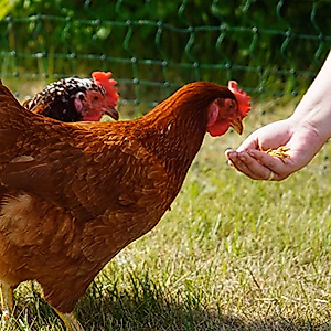 Mann Lake Mealworms Wonder Grubs 5 lb Non-GMO Dried High-Protein Chicken, Wild Bird, Duck, Fish, Reptiles, Tortoise, Amphibians, Lizard, Single