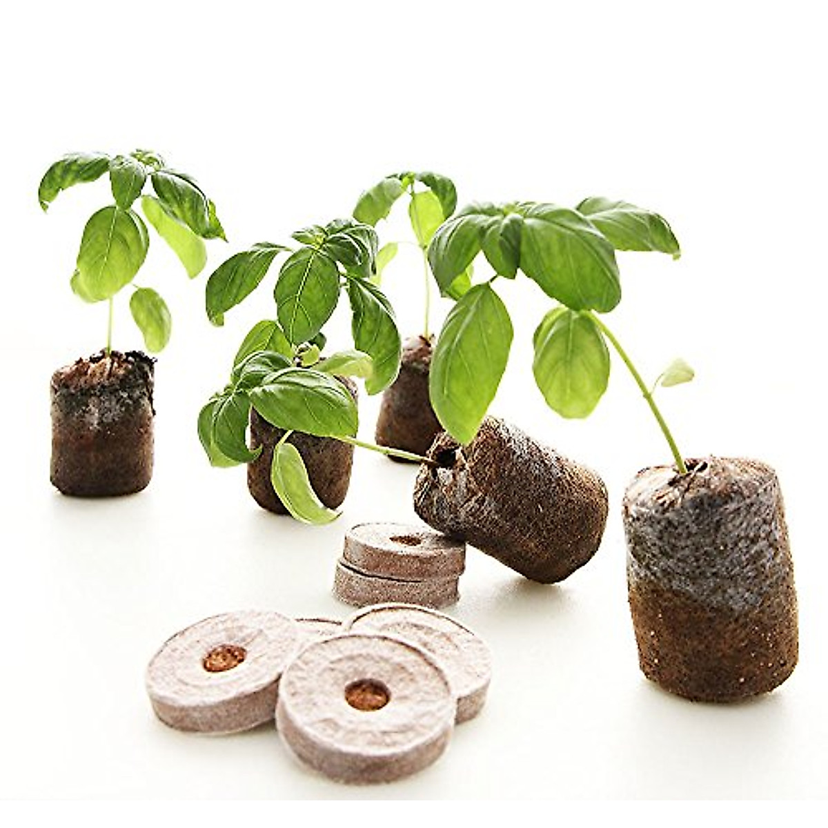 Culinary Herb Seeds Outdoor & Indoor Herb Garden Kit - 10 Herb Garden Seeds for Planting & 8 Instant Soil Pucks - Basil Seeds, Cilantro Seeds, Lavender Seeds, Rosemary Seeds, Thyme Seeds, & More