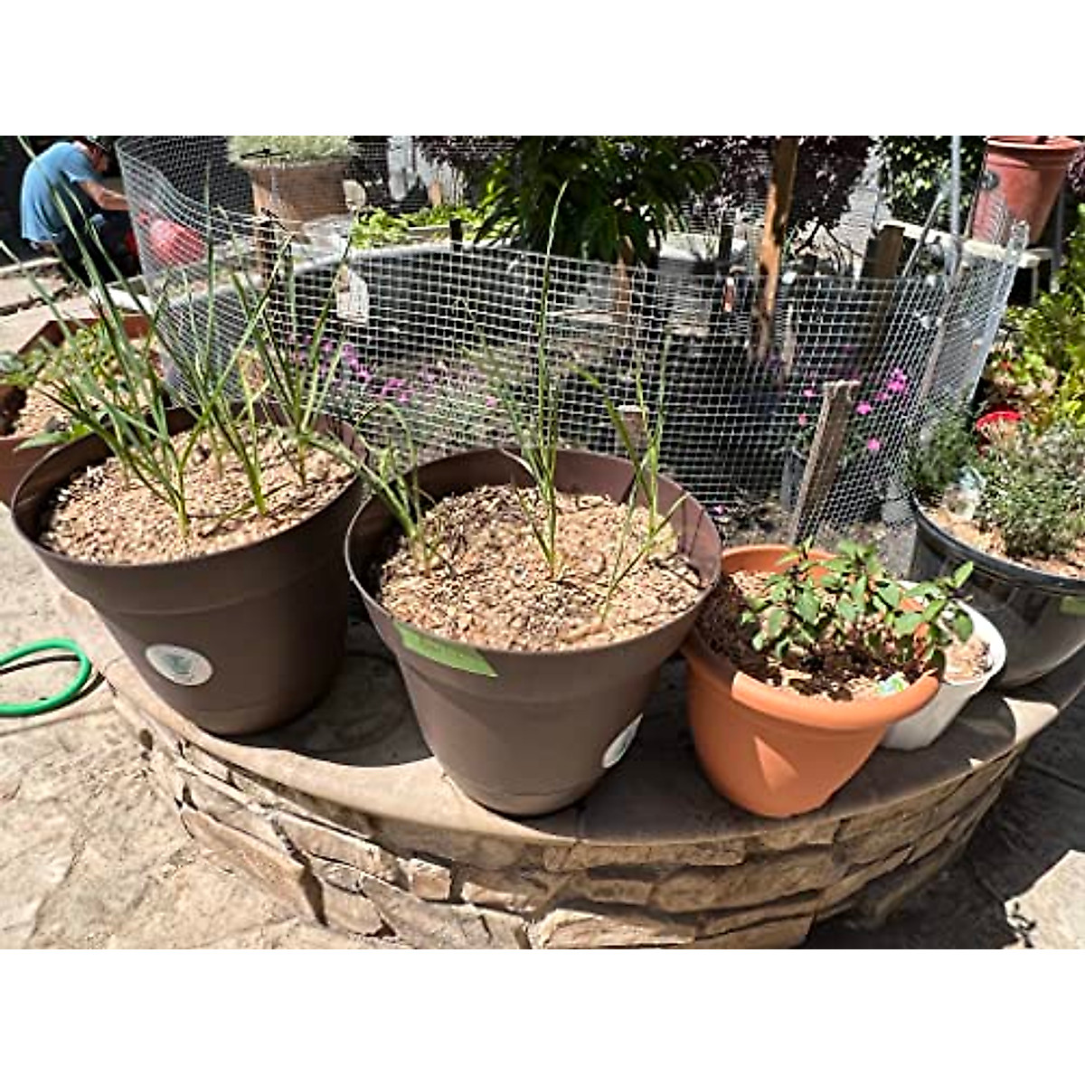 Double Tree Incense Cedar Wood Chips for Potted Plants, Garden, Animal Beddings and Litter Box - 100% Natural Perfect for Indoor and Outdoor Use… (4 Quart)