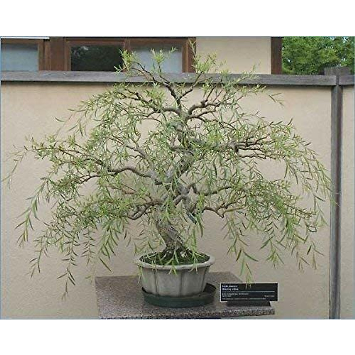 Weeping Willow Bonsai Live Tree Ready to Plant Dwarf