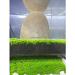 Aquarium Live Plant Seeeds, Fresh Water Grass Se EDS 1oz Mini Leaf Small Pearl for Fish Tank Terrarium Aquatic Dwarf Carpet Decor Decoration AAA