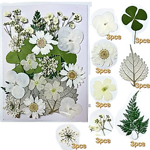 Fbrand 180 Pieces of Real Dry Embossed Flowers with Plant Petals Used for Scrapbook Supplies Card Making Nail Art Picture Frame Decoration soap and Candle