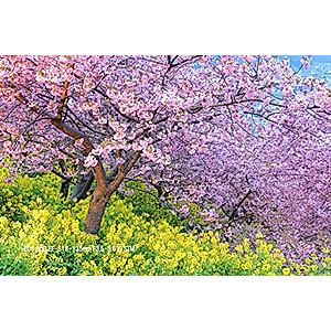 Canon EOS 80D lens kit EF-S18-135mm F3.5-5.6 IS USM--(Japan Import-No Warranty)