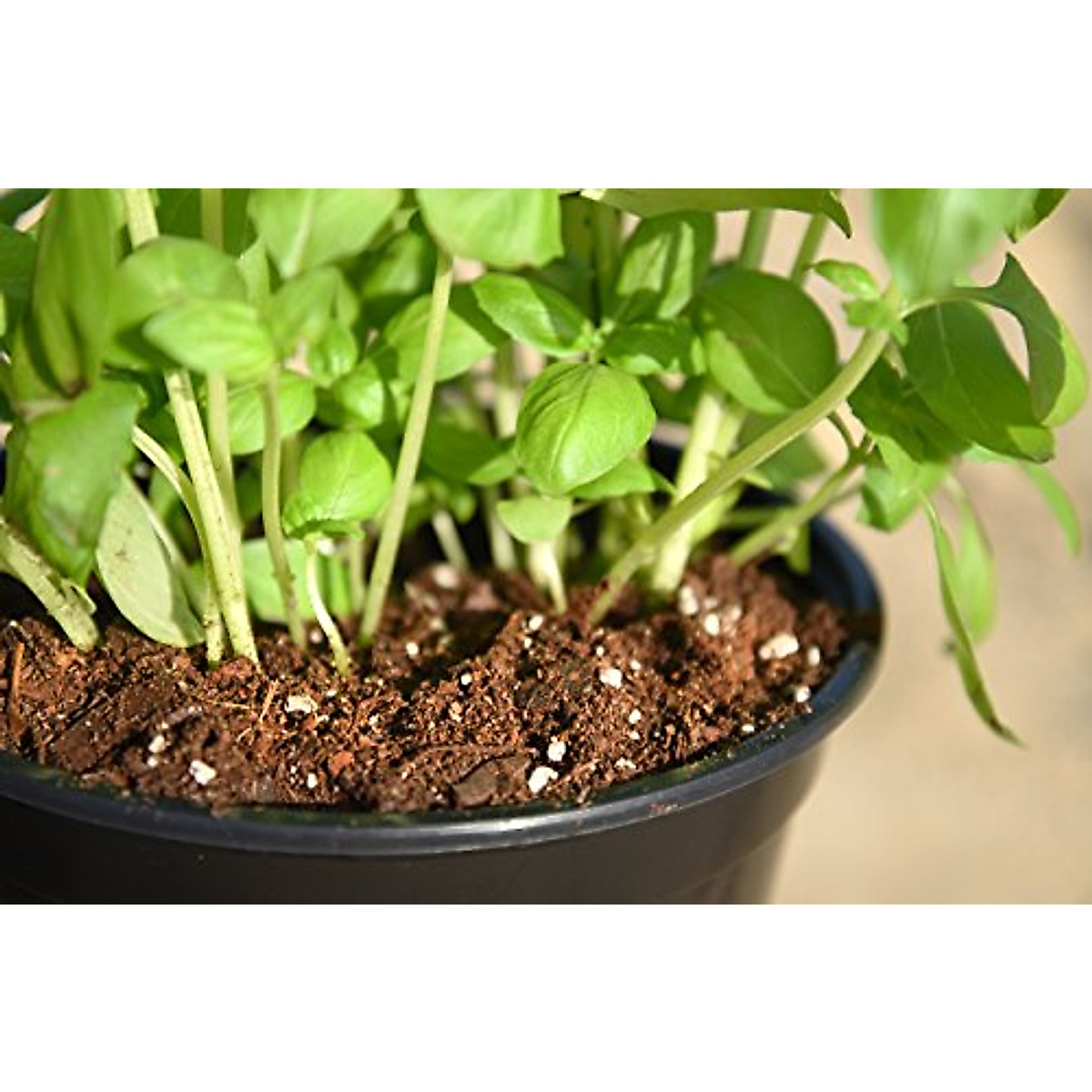 Organic Perlite by Perfect Plants — Add to Soil for Indoor & Outdoor Container Plants for Drainage Management and Enhanced Growth (8qts.)