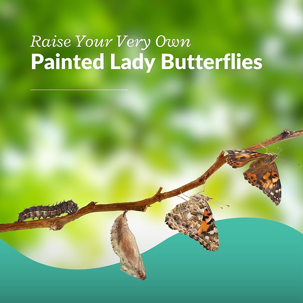 Clearwater Butterfly Live Painted Lady Butterflies - 33 Live Caterpillars Kit - Live Caterpillars to Butterflies - Classroom/School Kit & Habitat - (Suitable for All Ages)