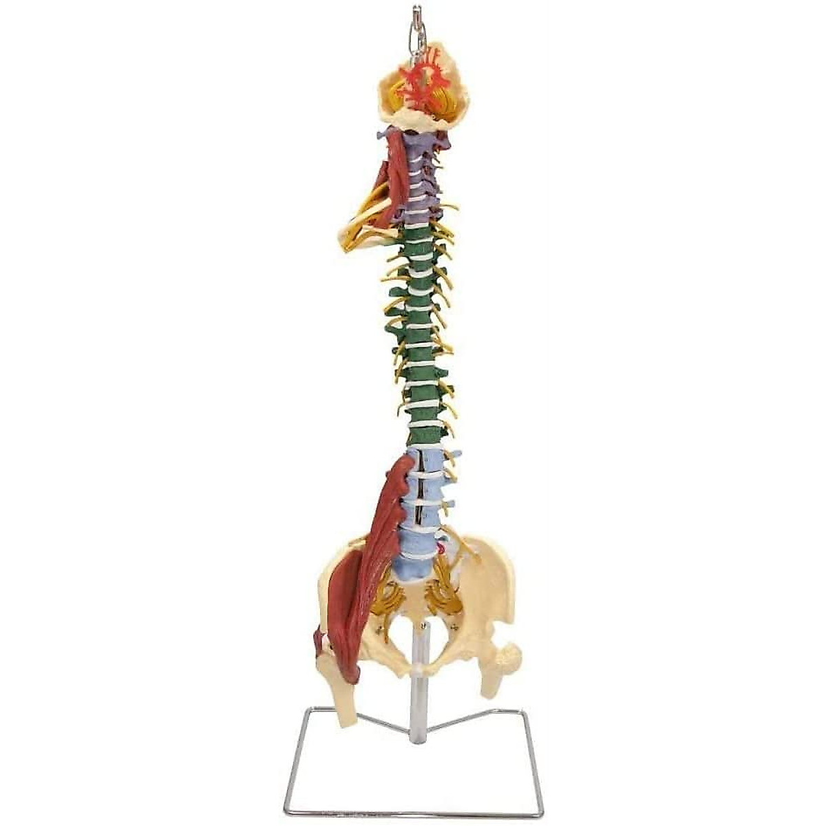 LHMYHHH Life Size Vertebral Column Model 85CM Anatomy Muscle Spine with Stand, with Spinal Nerves, Skull Base, and Pelvis for Teaching Tools