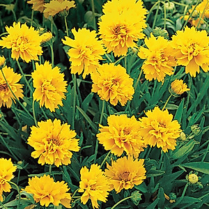 Burpee Early Sunrise Coreopsis Seeds 150 seeds