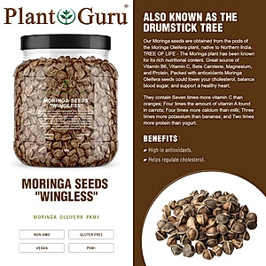 Moringa Seeds Wingless 1 lb. Wide Mouth JAR - PKM1 Variety - Edible Snacking - Planting - Moringa Oleifera - Malunggay - Semillas De Moringa - Drumstick Tree - Non-GMO - 1600 to 2000 Seeds