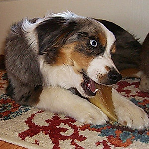 Pawstruck Natural Cow Hooves for Dogs (10 Pack) - Made in The USA Bulk Dog Dental Treats & Dog Chews Beef Hoof, American Made