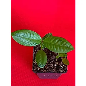 Purple Malay Apple Syzygium malaccense Fruit Tree Starter Potted Plant Very Rare