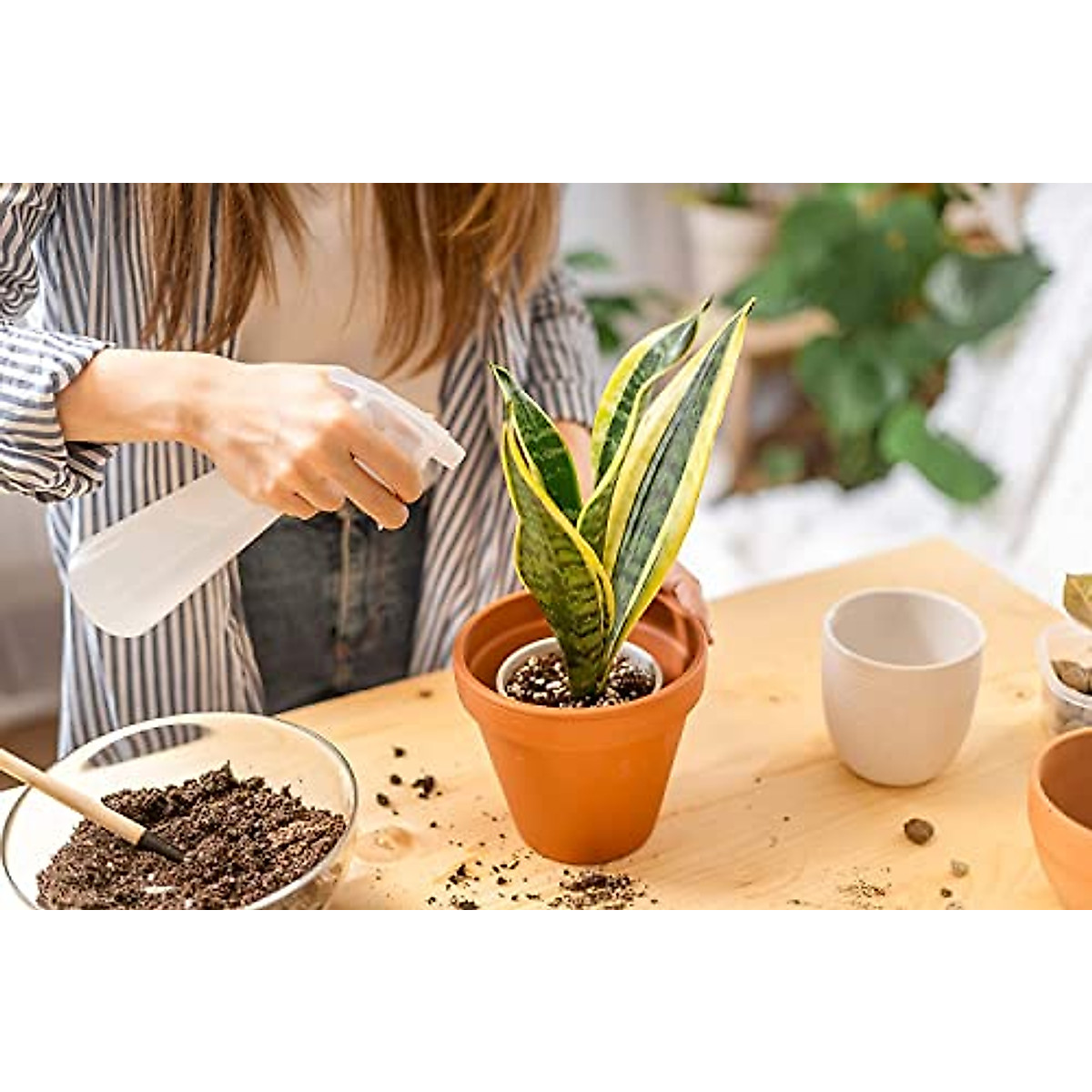 Altman Plants, Live Snake Plant, Sansevieria trifasciata Superba, Fully Rooted Indoor House Plant in Pot, Mother in Law Tongue Sansevieria Plant, Potted Succulent Plant, Houseplant in Potting Soil