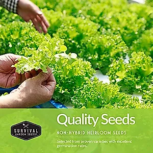 Survival Garden Seeds Cool Weather Collection Seed Vault - Spinach, Kale, Cilantro, Broccoli, and Leaf Lettuce - Non-GMO Heirloom Varieties for Indoor & Outdoor Planting - Homestead Necessities