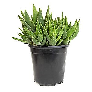 Succulents Plants Live Indoor Plants, Aloe Nobilis Plants Live Houseplants, Live Succulents Live Plants Indoor Succulent Plants, Indoor Plant Real Succulents Plants House Plants by Plants for Pets