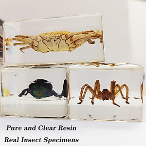 CXUEMH Clear Insect Specimens 12 Pcs Real Animal Specimen Bugs Resin Bug Collection Kit Clear Resin Paperweights for Home and Office Desktop Decor (Clear)