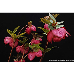 Perennial Farm Marketplace Helleborus x W.J. 'Ruby Wine' (Lenten Rose) Perennial, 1 Quart, Burgundy Flowers