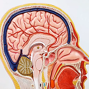 Merinden Human Half Head Superficial Model with Musculature, Life Size Anatomical Head Model Skull and Brain for Medical Teaching Learning, Kids Learning Education Display Tool