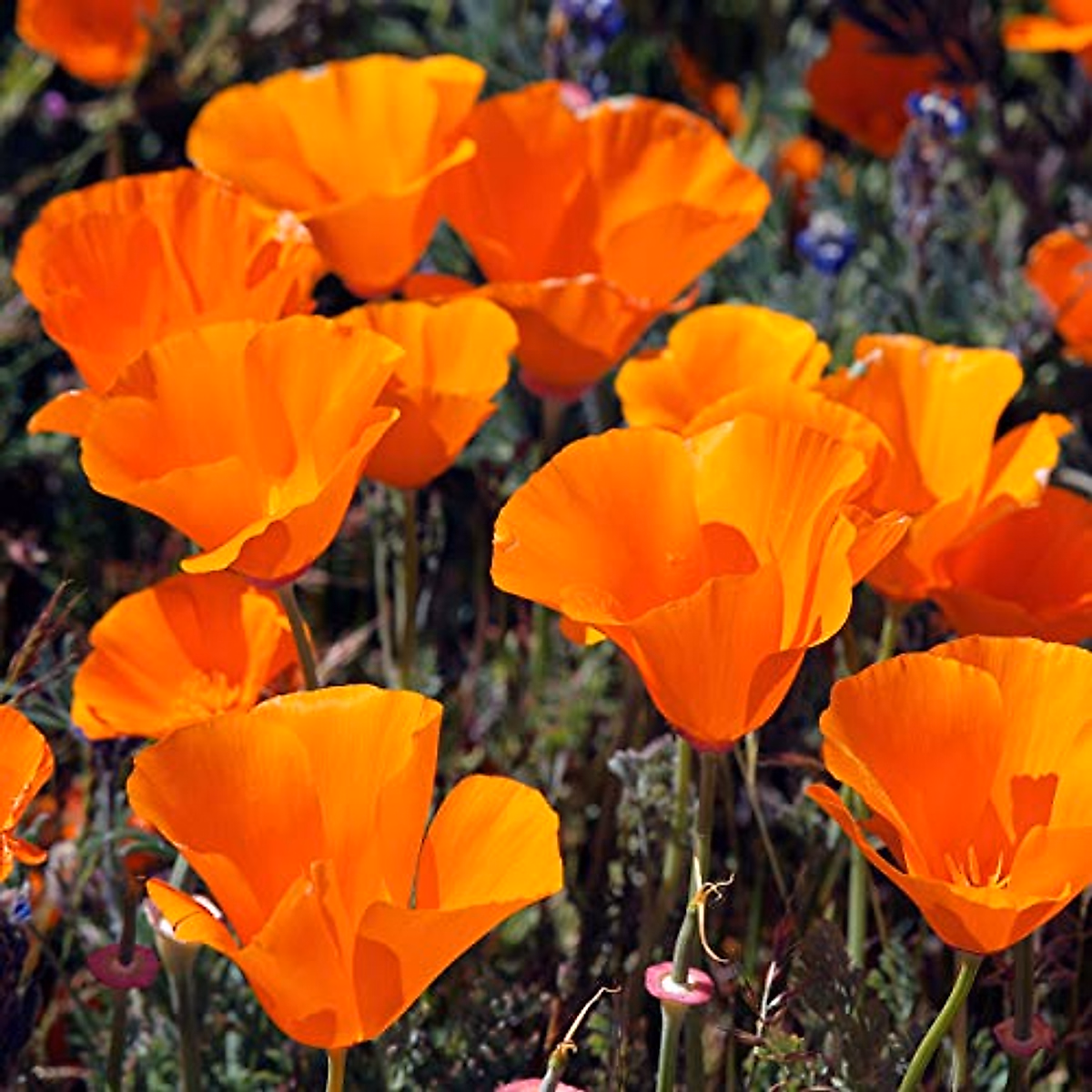 Outsidepride Eschscholzia Californica California Poppy Native Garden Wild Flower Seed - 1/4 LB