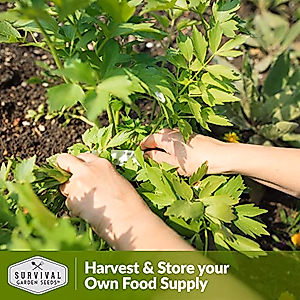 Survival Garden Seeds - Lovage Seed for Planting - 3 Packs with Instructions to Plant and Grow Perennial Levisticum Officinale Culinary Herb in Your Home Vegetable Garden - Non-GMO Heirloom Variety