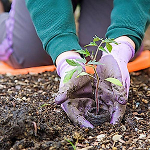 Window Garden - Pumpkin Vegetable Starter Kit - Grow Your Own Food. Germinate Seeds on Your Windowsill Then Move to a Patio Planter or Vegetable Patch. Mini Greenhouse System - Easy. (Pumpkin)