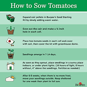 Burpee 61234E Big Boy Tomato, 125 seeds, Red