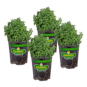 Bonnie Plants Catnip Live Herb Plants - 4 Pack, Pet Friendly, Grows Great In Containers, Fresh For Cats & Dries For Cat Sachets
