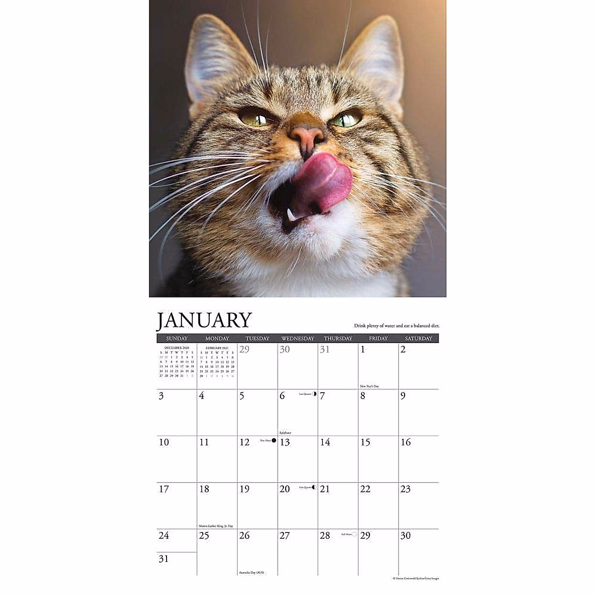What Cats Teach Us 2021 Wall Calendar