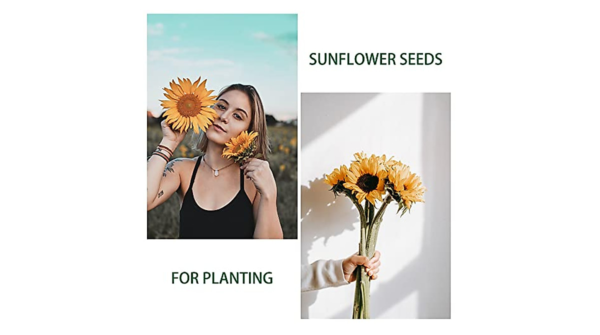 1000+ Sunflower Seeds - Great for Garden Planting