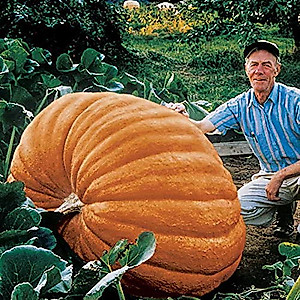 Biggest Pumpkin in The World | 10 Seeds | Grow Atlantic Giant Pumpkins