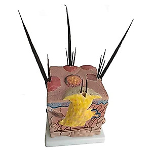 FBITE Anatomy Model, Sick Dog Skin Anatomy Model, Anatomical Model Sick Dog Skin Magnified 1000 Times, Dog Skin Morbid State Normal Skin Model Compare Animal Anatomy for Medic