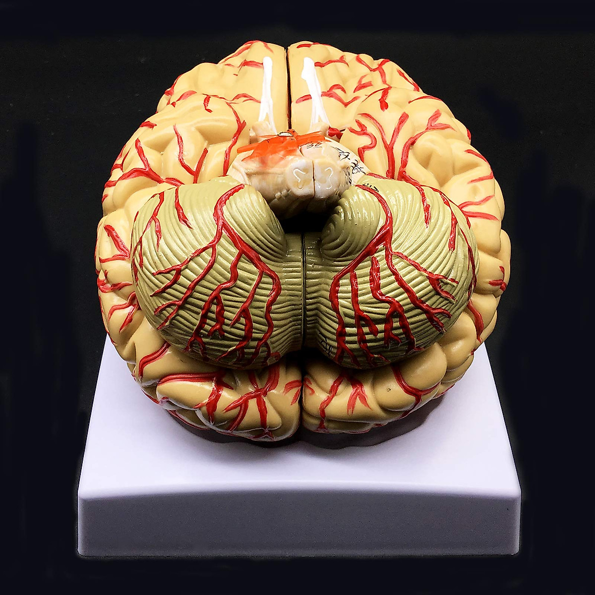 Human Brain Model, Anatomically Accurate Brain Model 8-Part Human Brain Anatomy for Science Classroom Study Display Teaching Medical Model